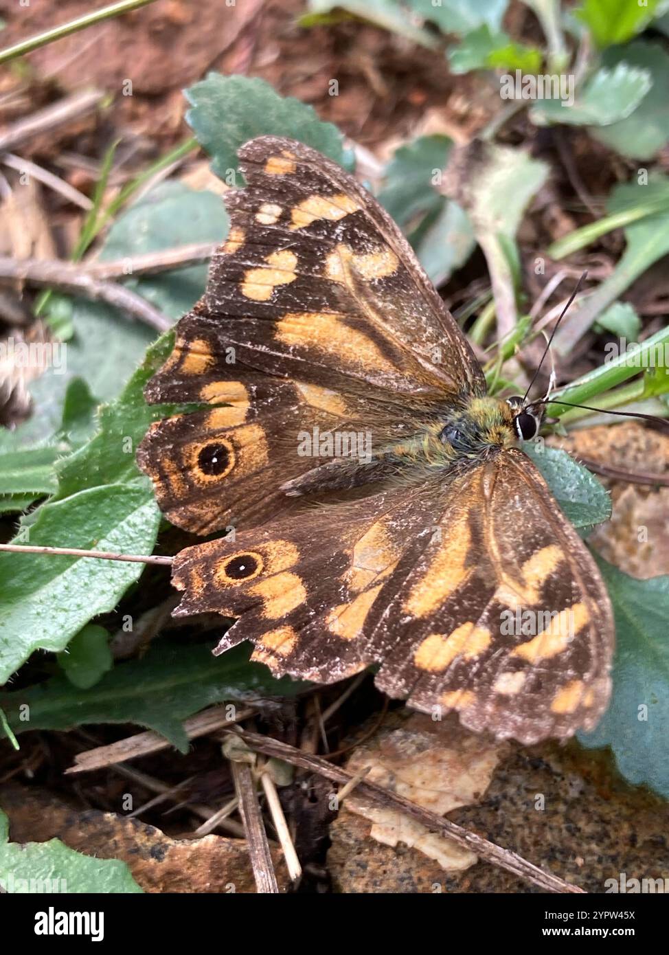 Banks' Brown (Heteronympha banksii Stock Photo - Alamy