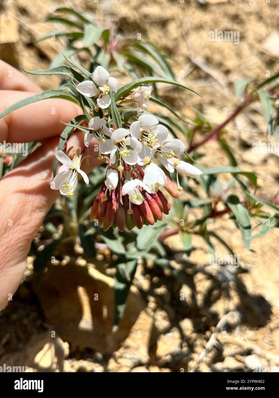 Booth's Evening Primrose (Eremothera boothii Stock Photo - Alamy