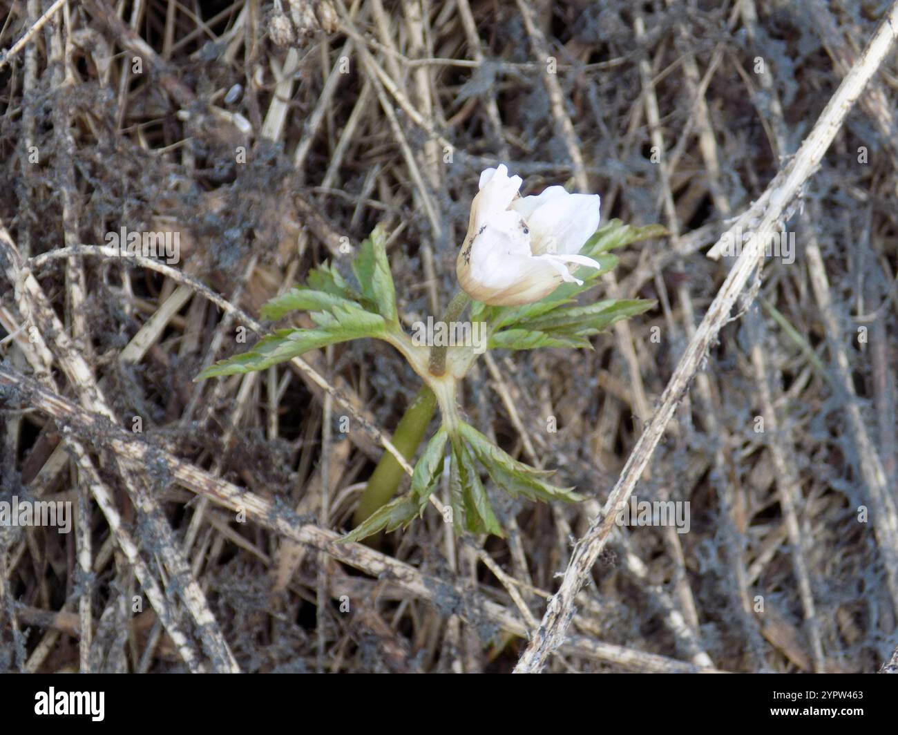 Altaic anemone (Anemonoides altaica Stock Photo - Alamy