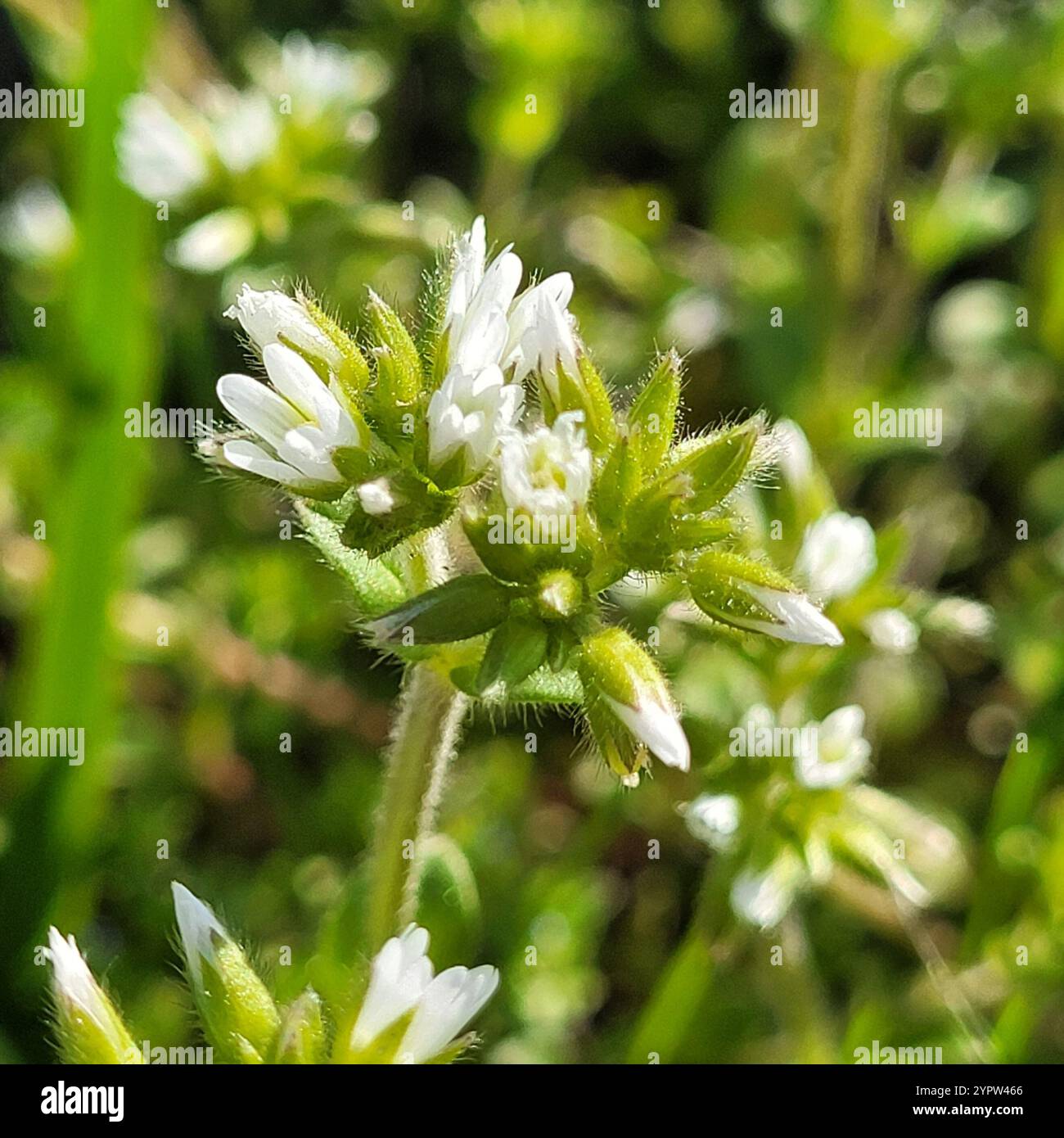 Sticky mouse-ear chickweed (Cerastium glomeratum Stock Photo - Alamy
