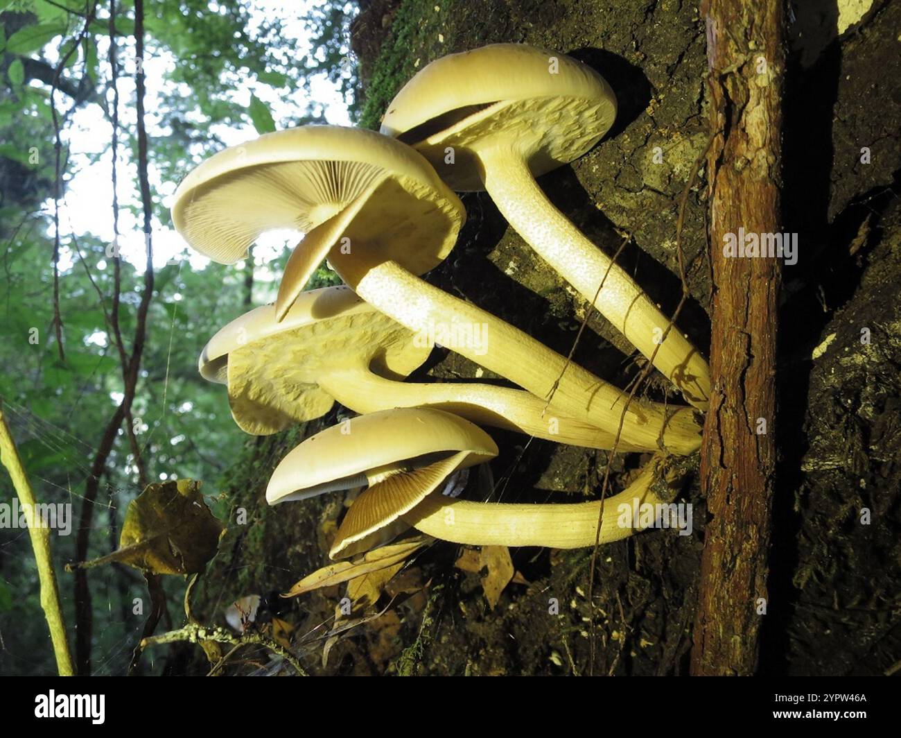 Tawaka (Cyclocybe parasitica Stock Photo - Alamy