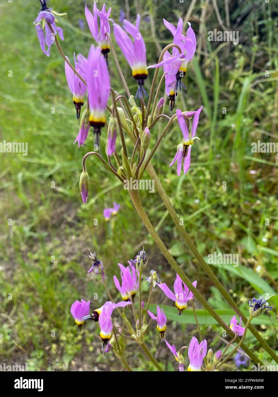 Padre's Shooting Star (Primula clevelandii Stock Photo - Alamy