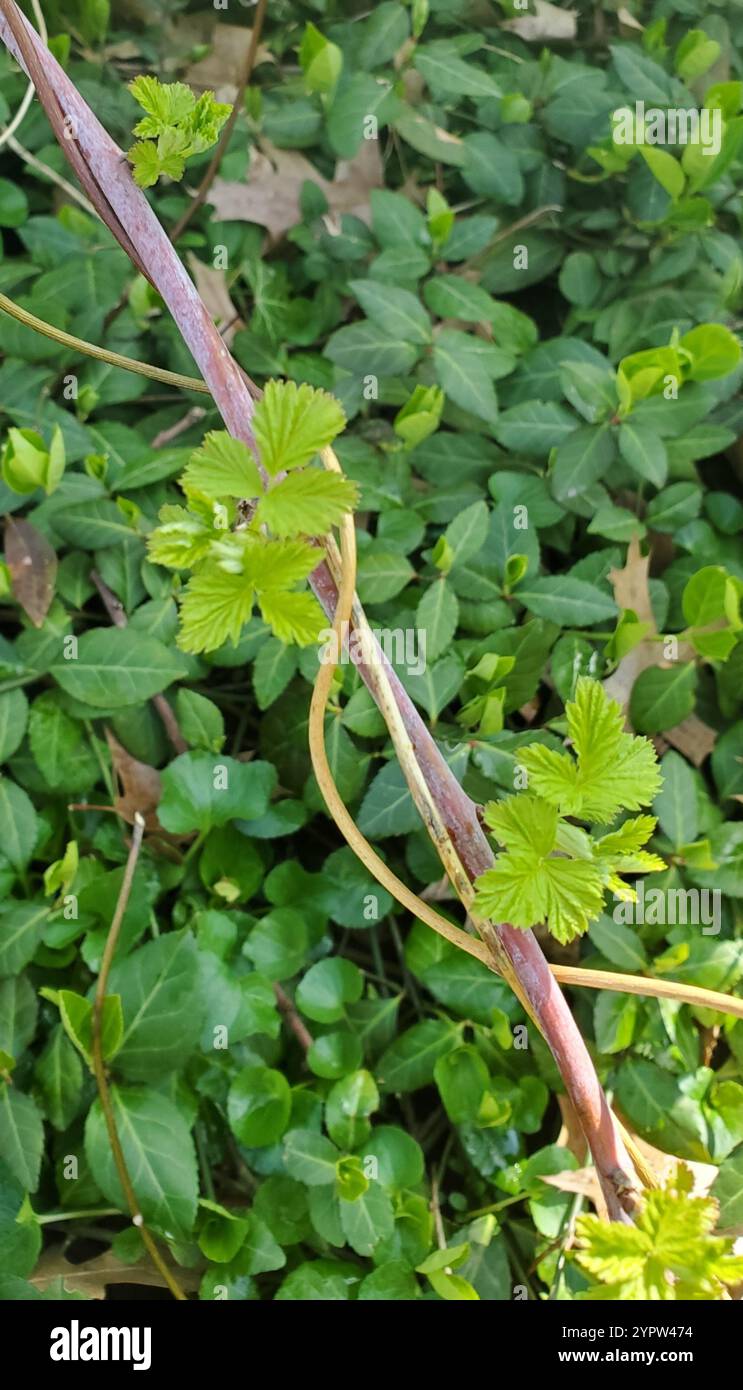 black raspberry (Rubus occidentalis Stock Photo - Alamy