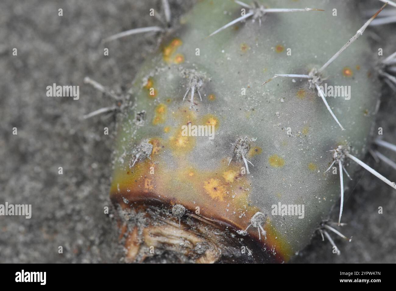 rust fungi (Pucciniales Stock Photo - Alamy