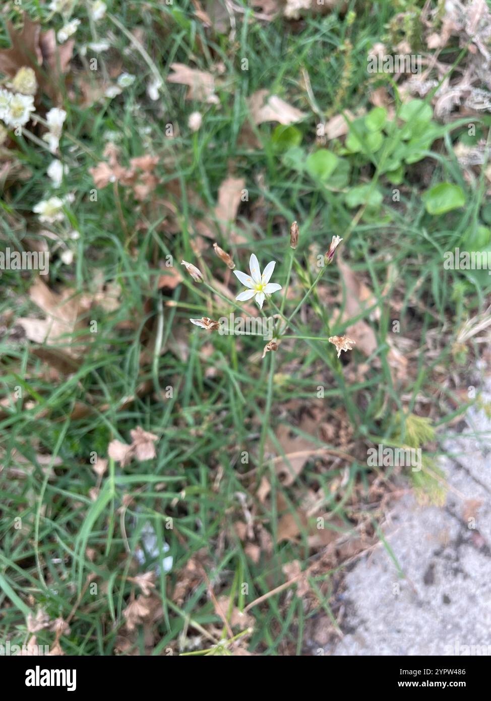 crowpoison (Nothoscordum bivalve Stock Photo - Alamy
