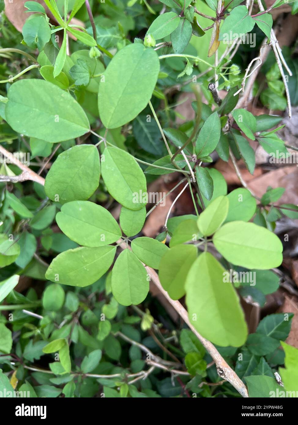 Five-leaf akebia (Akebia quinata Stock Photo - Alamy