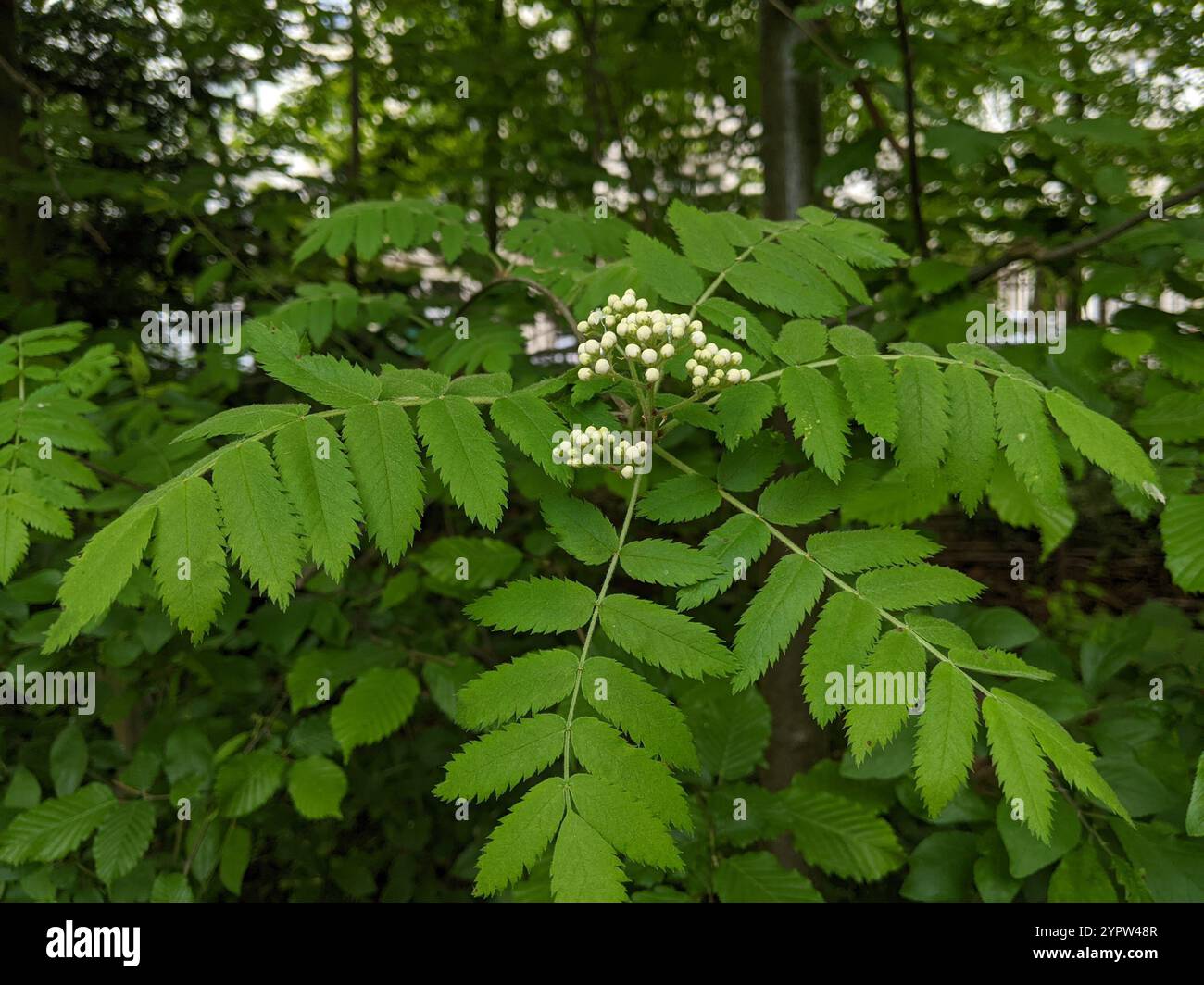 European mountain ash (Sorbus aucuparia Stock Photo - Alamy
