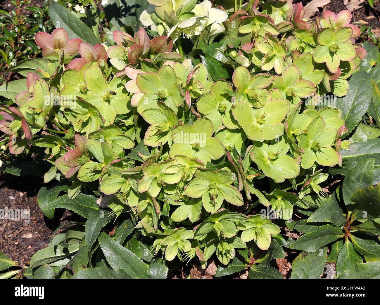 Hellebore, Helleborus "Ice Breaker", Ranunculaceae. UK Stock Photo - Alamy