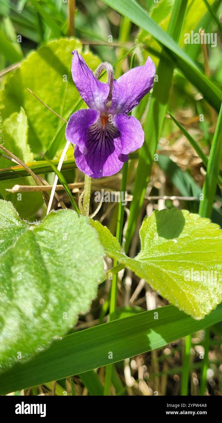 Sweet violet (Viola odorata Stock Photo - Alamy