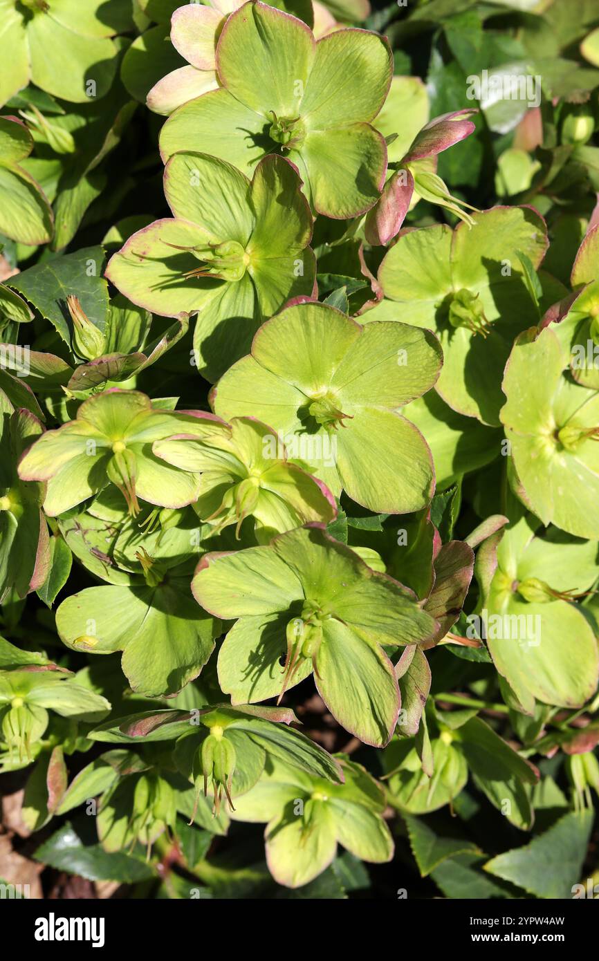 Hellebore, Helleborus "Ice Breaker", Ranunculaceae. UK Stock Photo - Alamy