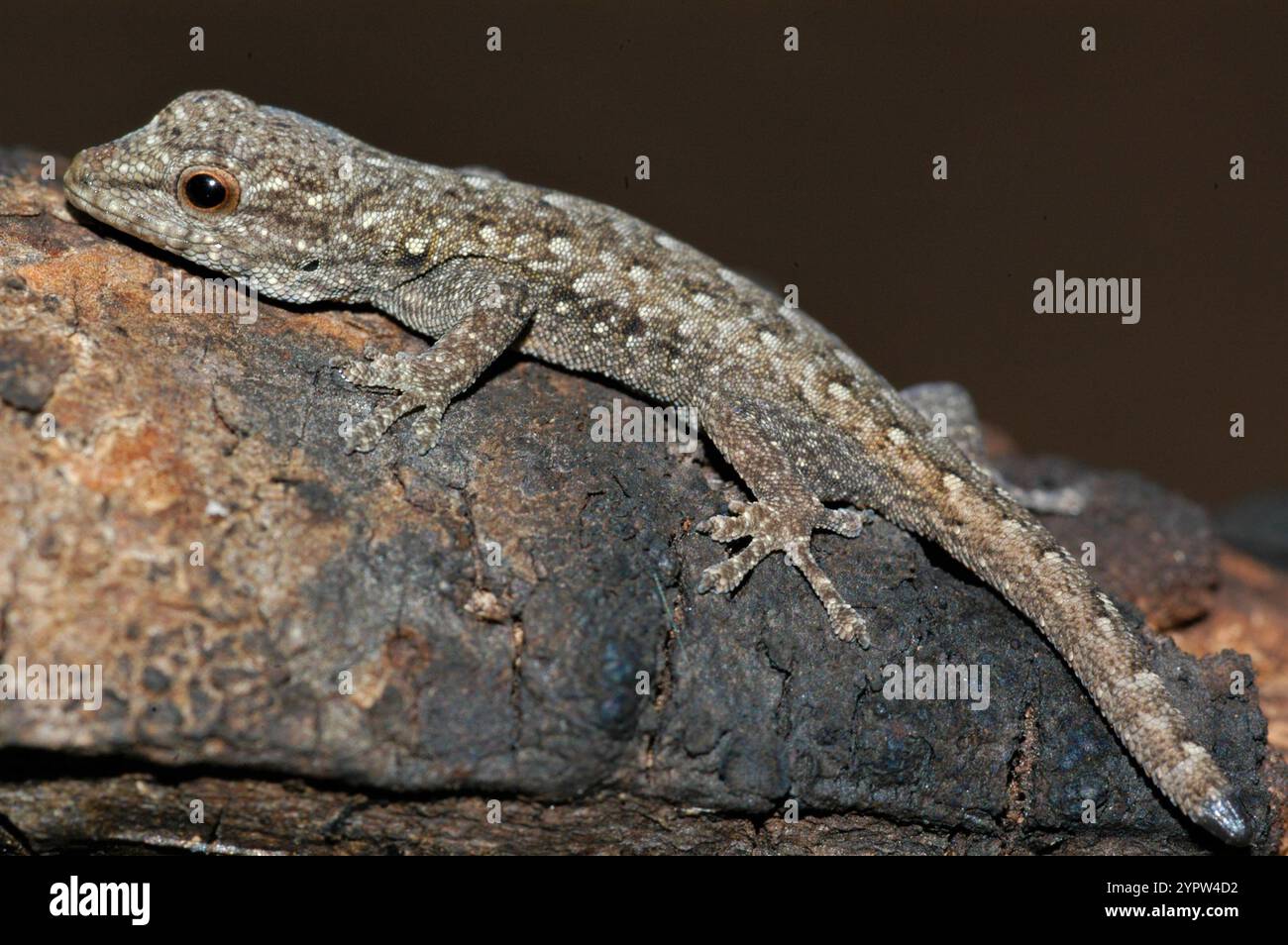 Afro-Neotropical Dwarf Geckos (Lygodactylus Stock Photo - Alamy