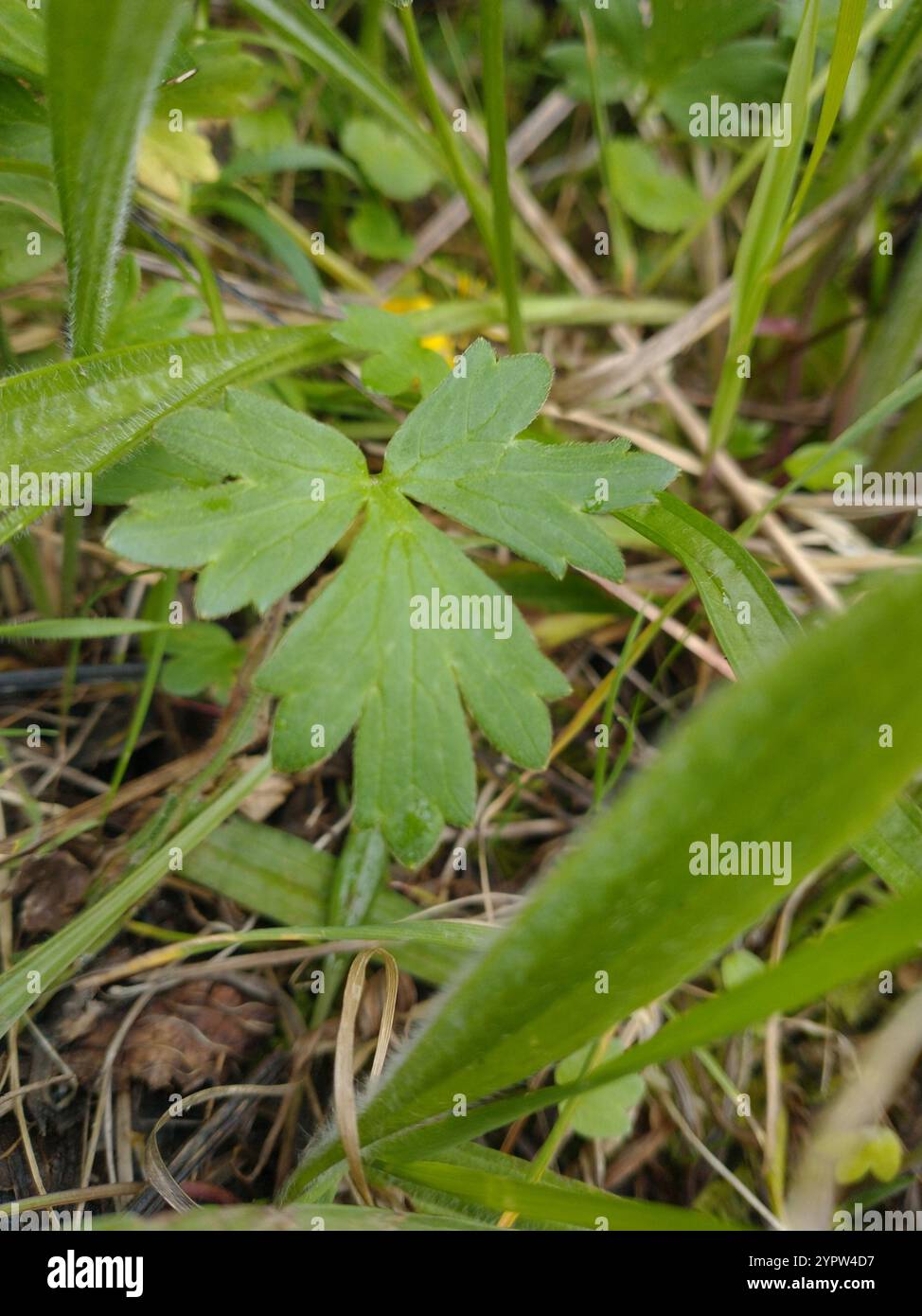 California buttercup (Ranunculus californicus Stock Photo - Alamy