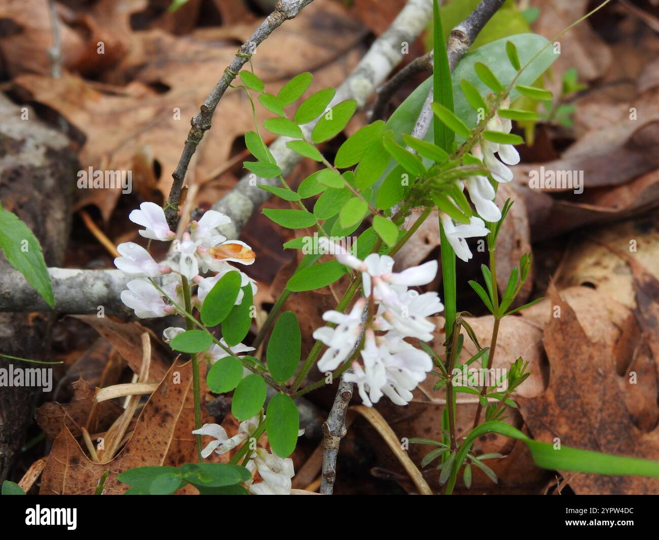 Carolina Vetch (Vicia caroliniana Stock Photo - Alamy