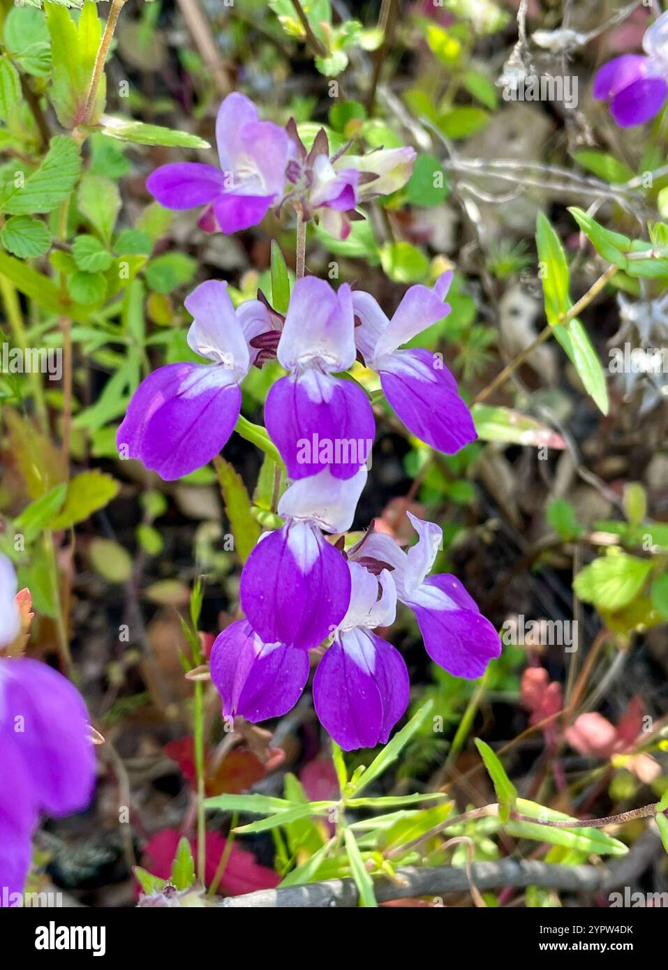 Purple Chinese Houses (Collinsia heterophylla Stock Photo - Alamy