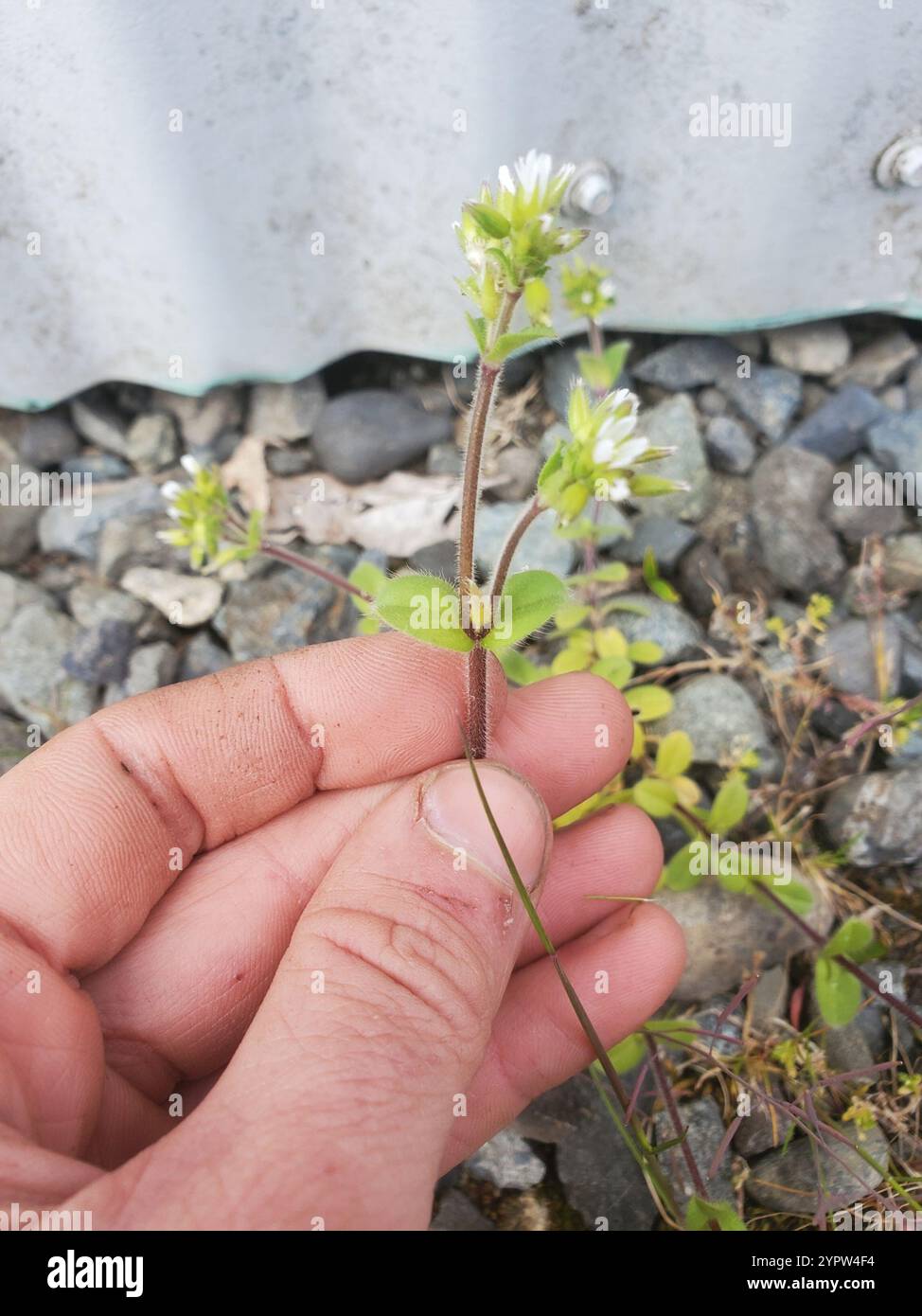 Sticky mouse-ear chickweed (Cerastium glomeratum Stock Photo - Alamy