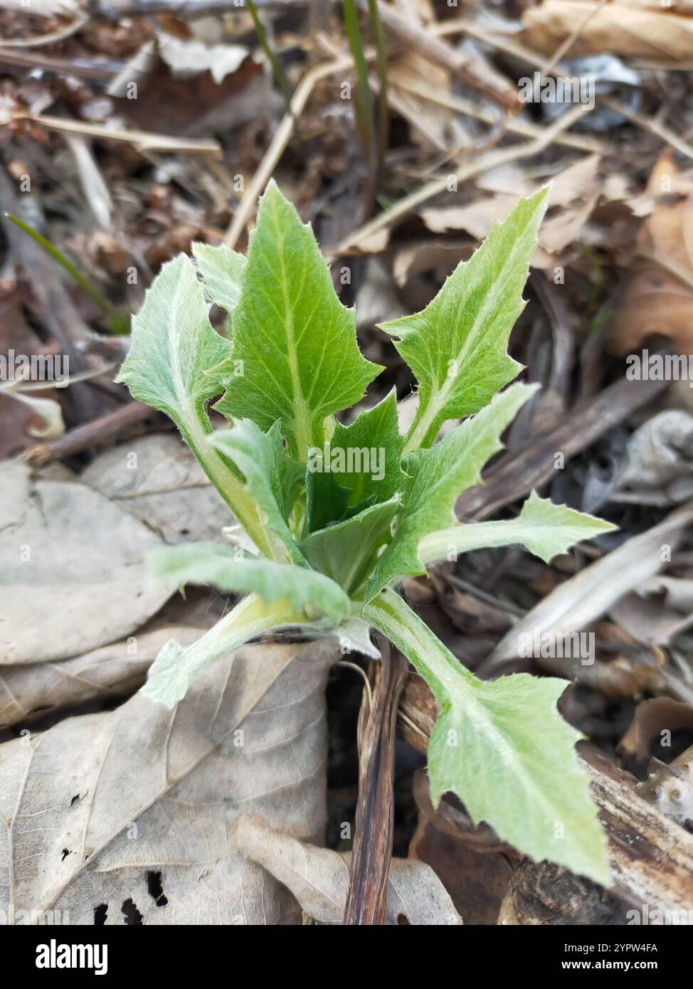 Deltoid synurus (Synurus deltoides Stock Photo - Alamy