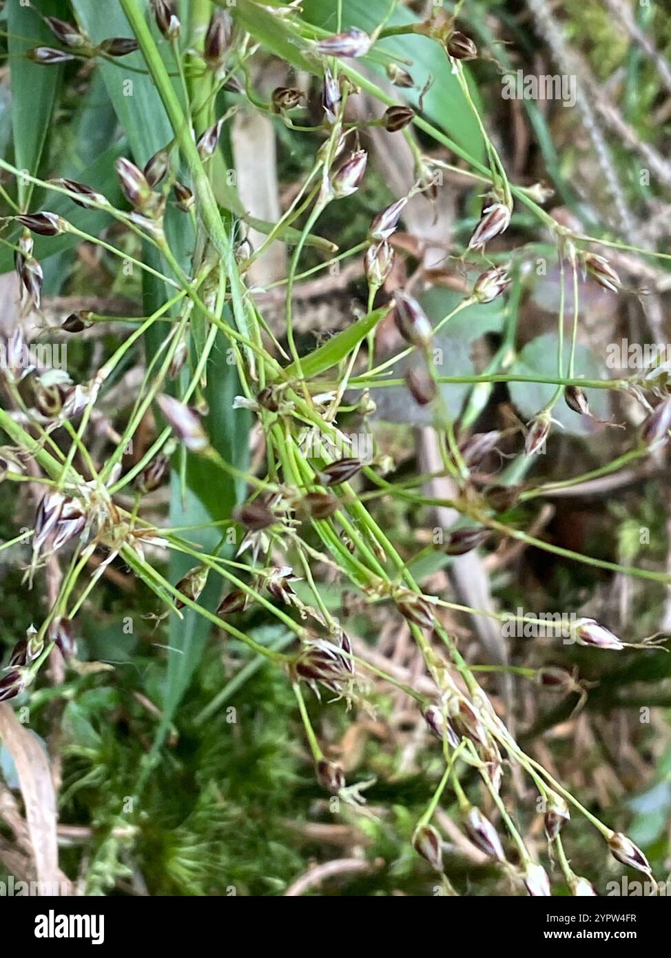 Hairy Woodrush (Luzula pilosa Stock Photo - Alamy