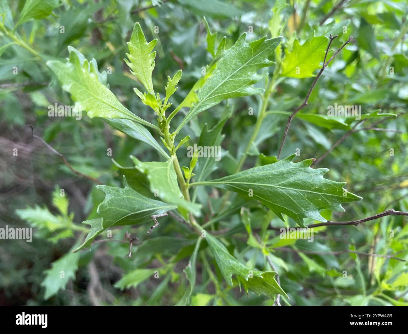 groundsel tree (Baccharis halimifolia Stock Photo - Alamy