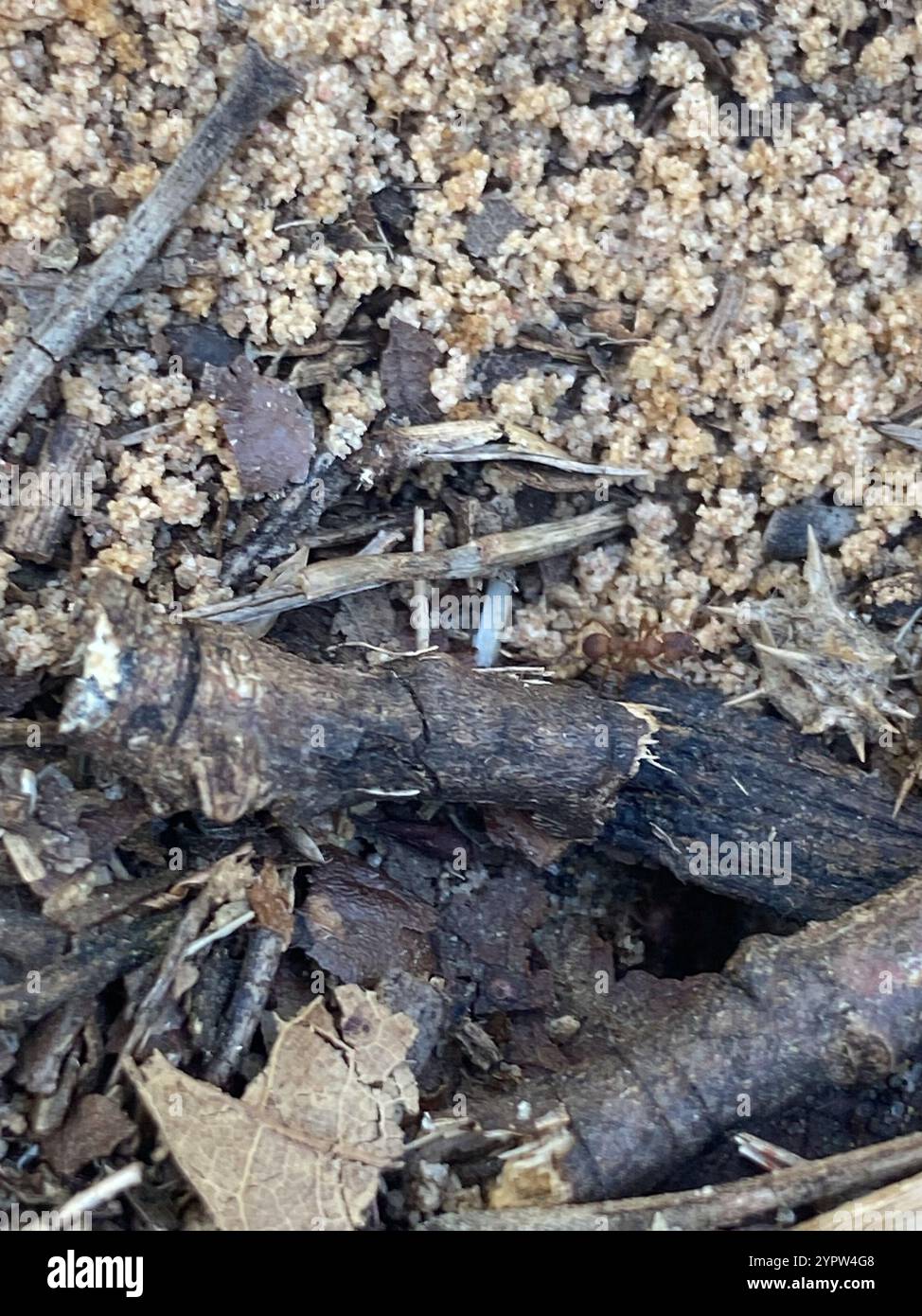 Northern Fungus-farming Ant (Trachymyrmex septentrionalis Stock Photo ...