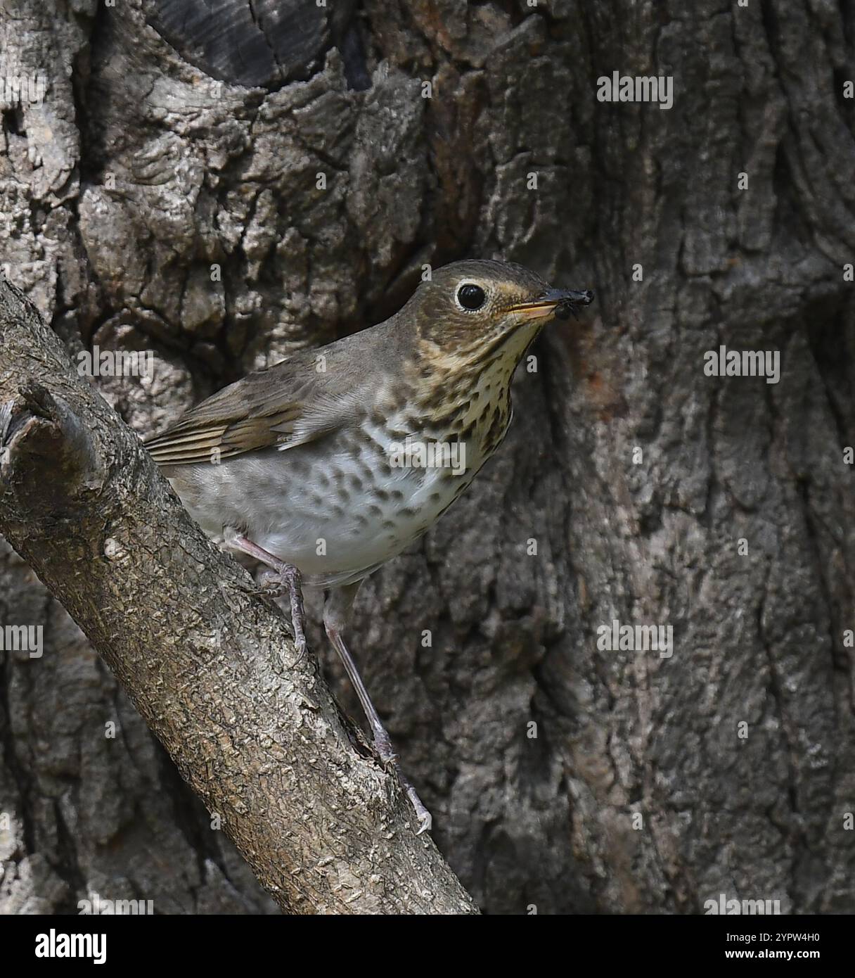 Swainson's Thrush (Catharus ustulatus Stock Photo - Alamy