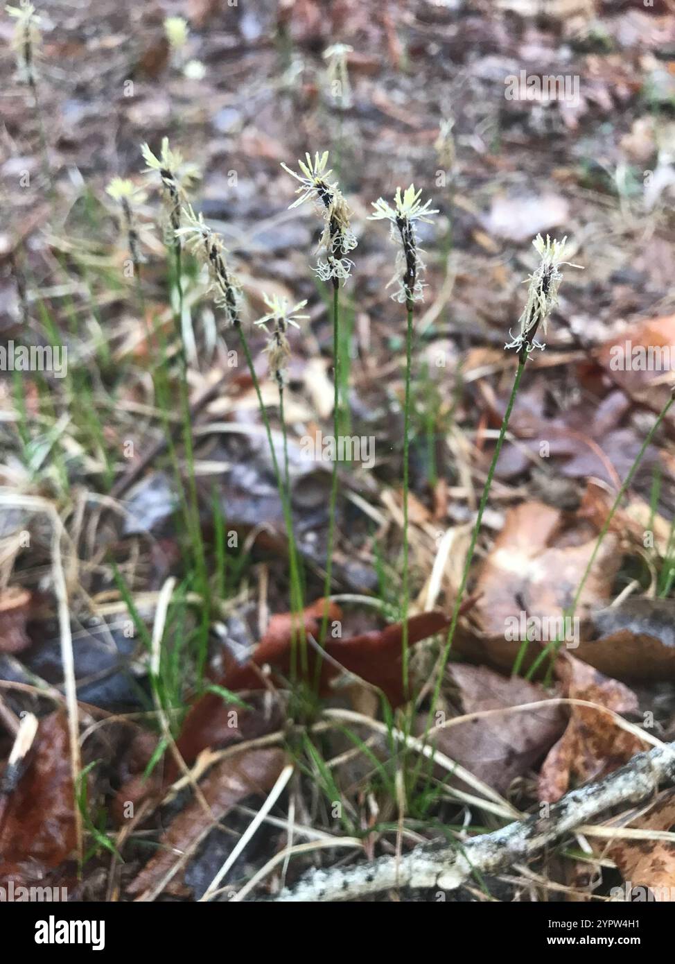 Pennsylvania sedge (Carex pensylvanica Stock Photo - Alamy