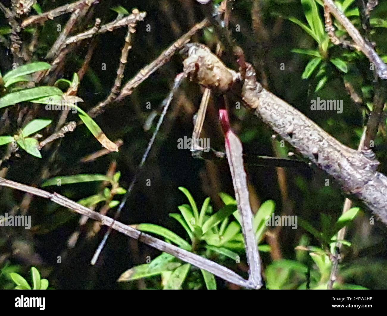 unarmed stick-insect (Acanthoxyla inermis Stock Photo - Alamy