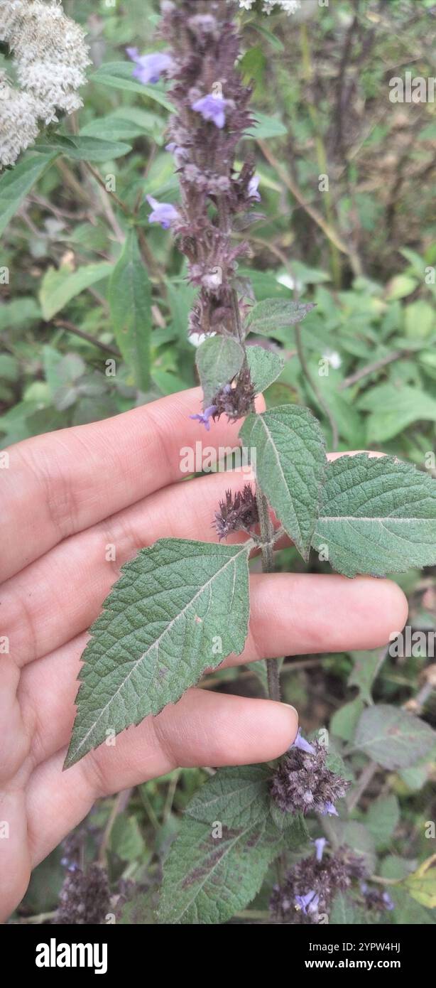 Tropical Bushmint (Hyptis mutabilis Stock Photo - Alamy