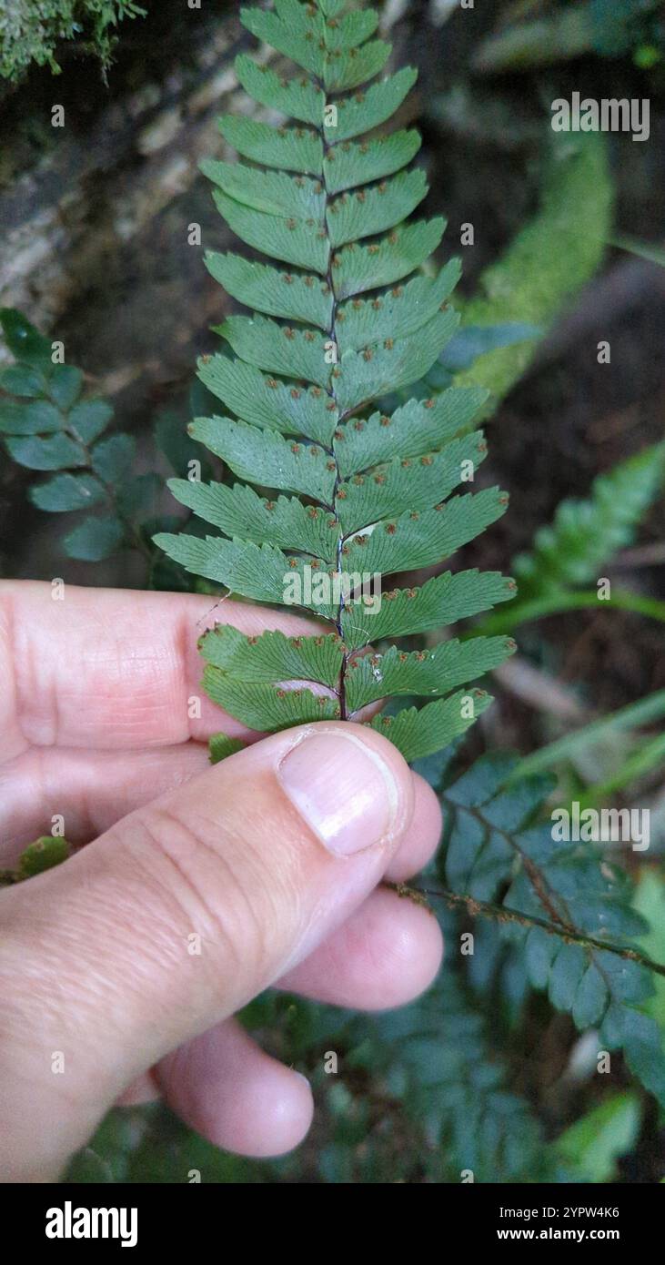 New Zealand Maidenhair Fern (Adiantum fulvum Stock Photo - Alamy