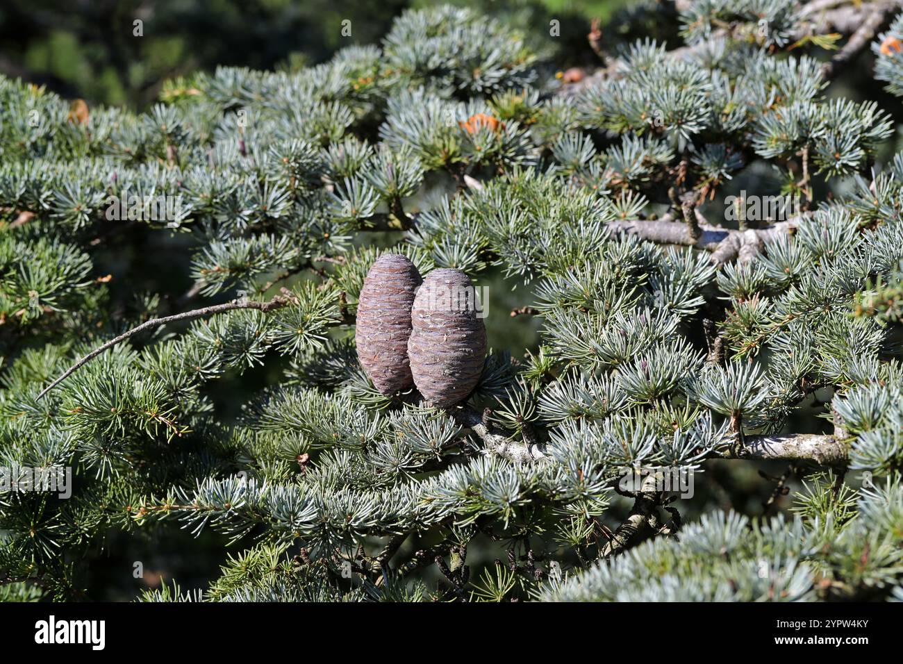 Atlas Cedar, Cedrus atlantica, Pinaceae. Algeria and Morocco, North Africa. Cedrus atlantica ...