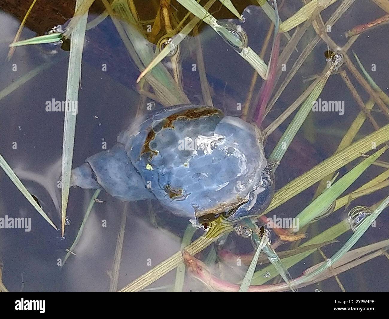 Great Pond Snail (Lymnaea stagnalis Stock Photo - Alamy