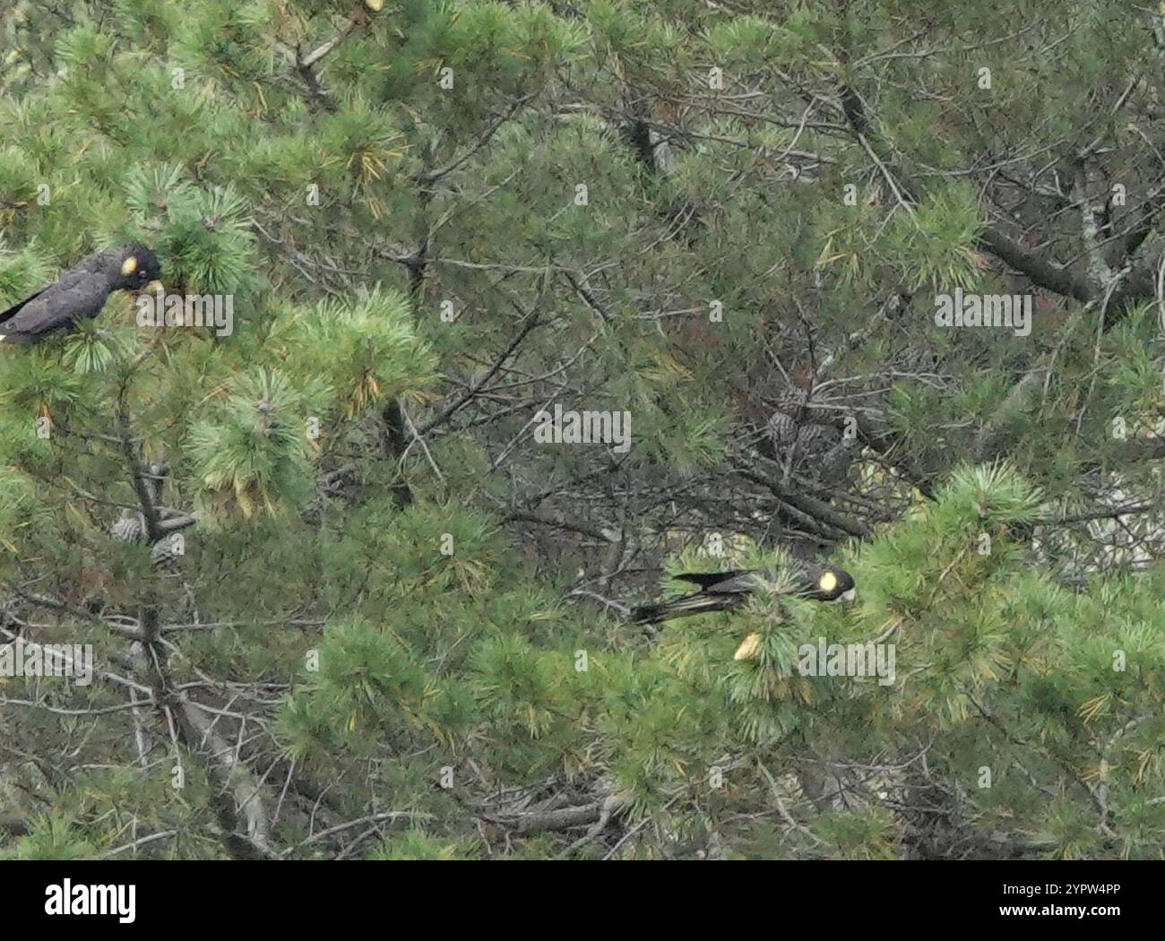 Yellow-tailed Black Cockatoo (Zanda funerea Stock Photo - Alamy