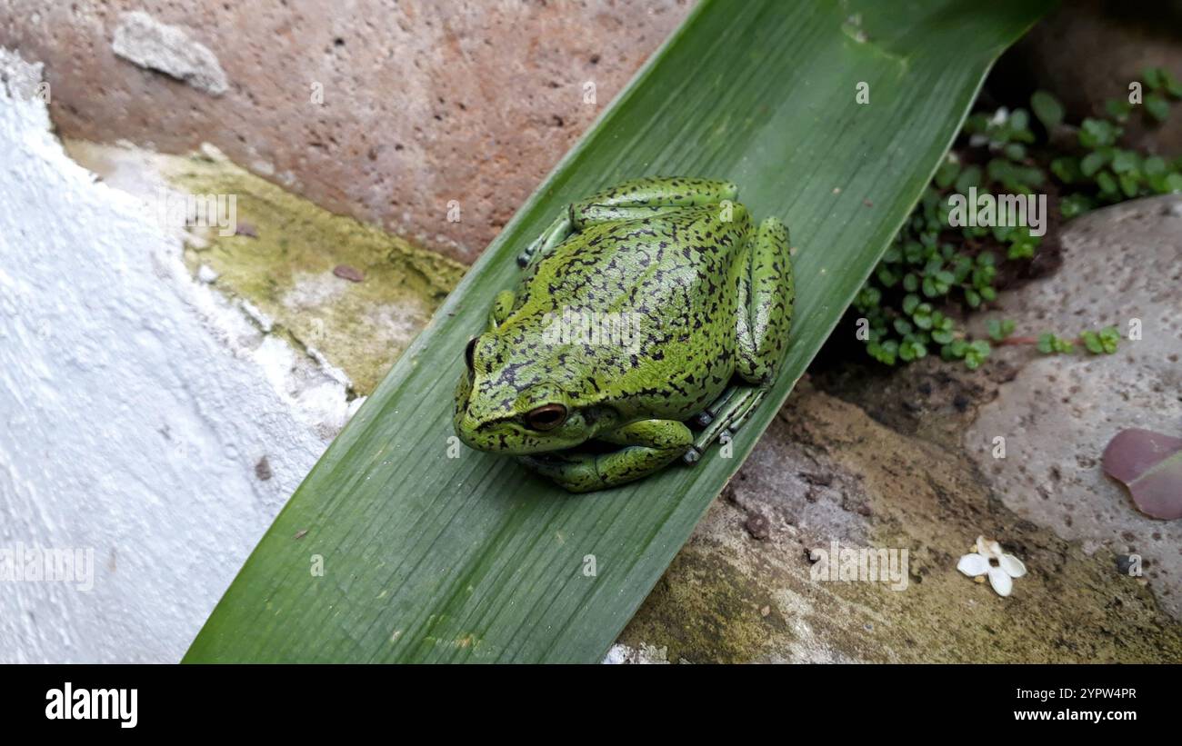 Green Dotted Tree Frog (Dendropsophus labialis Stock Photo - Alamy