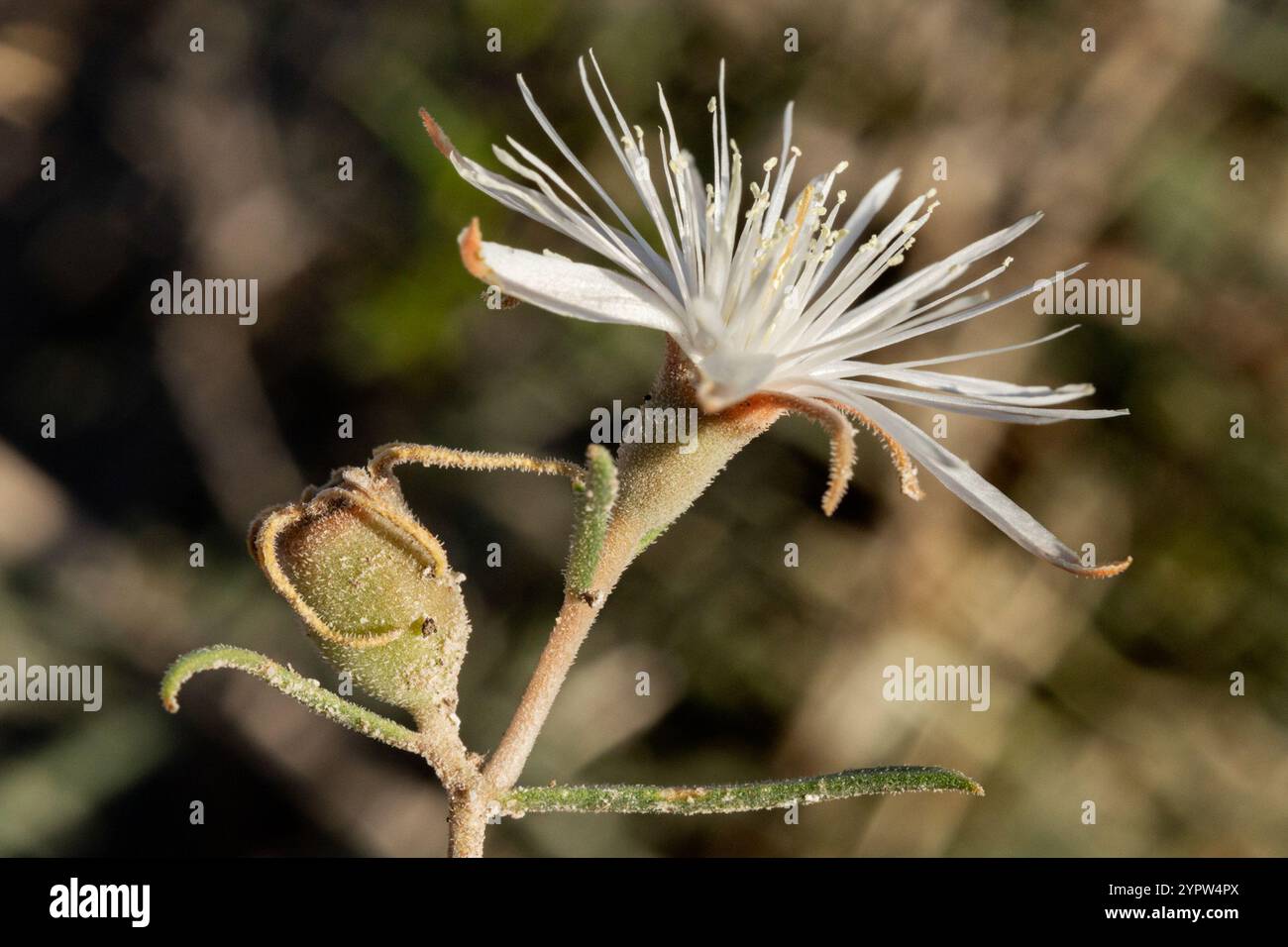 (Mentzelia humilis humilis Stock Photo - Alamy