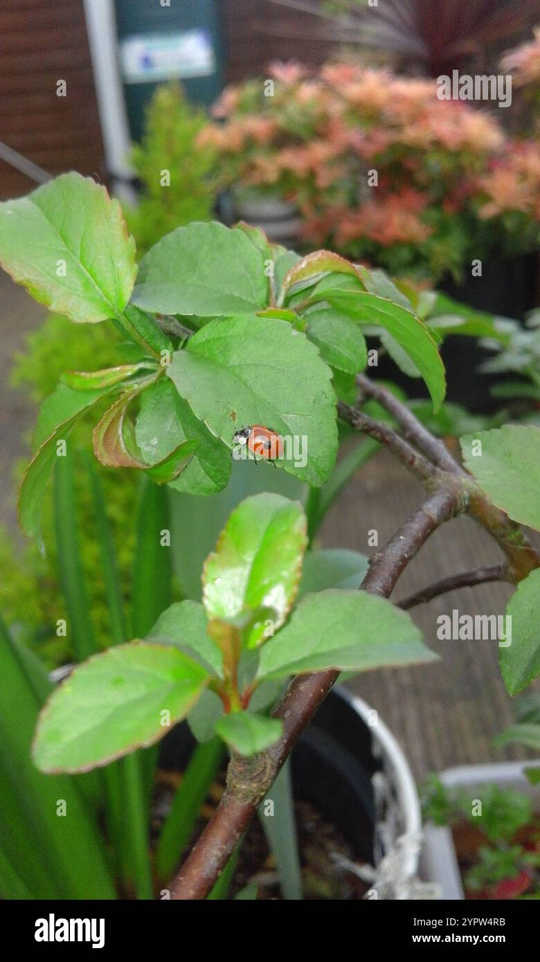 Two-spotted Lady Beetle (Adalia bipunctata Stock Photo - Alamy