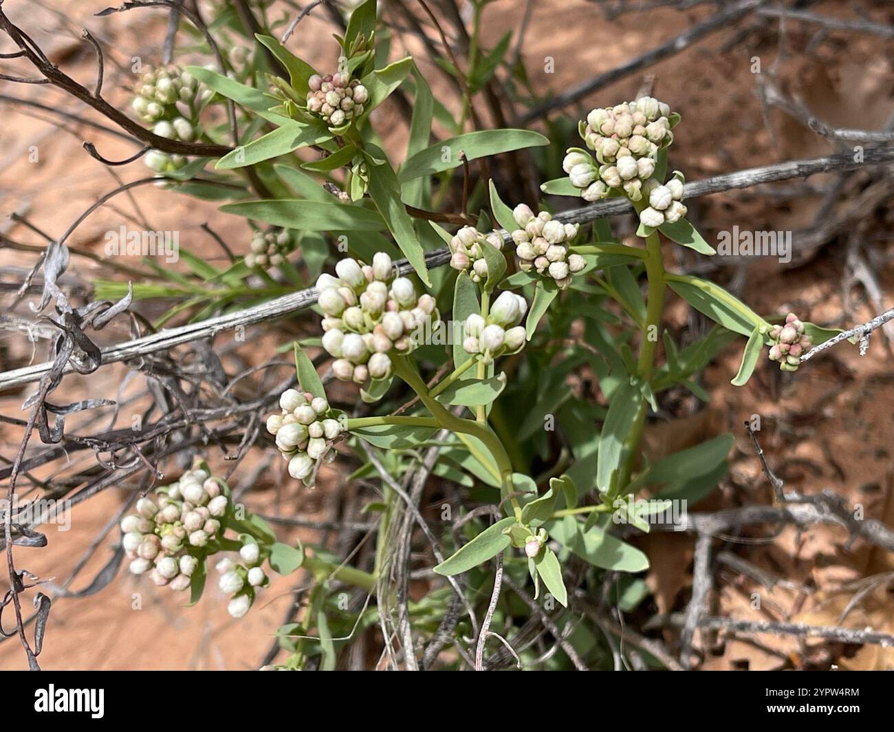 bastard toadflax (Comandra umbellata Stock Photo - Alamy