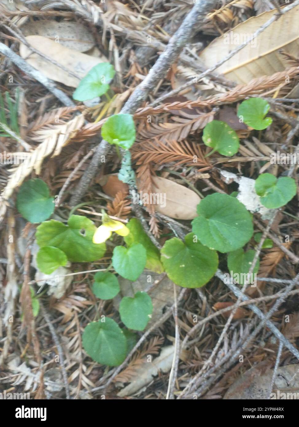 Redwood Violet (Viola sempervirens Stock Photo - Alamy