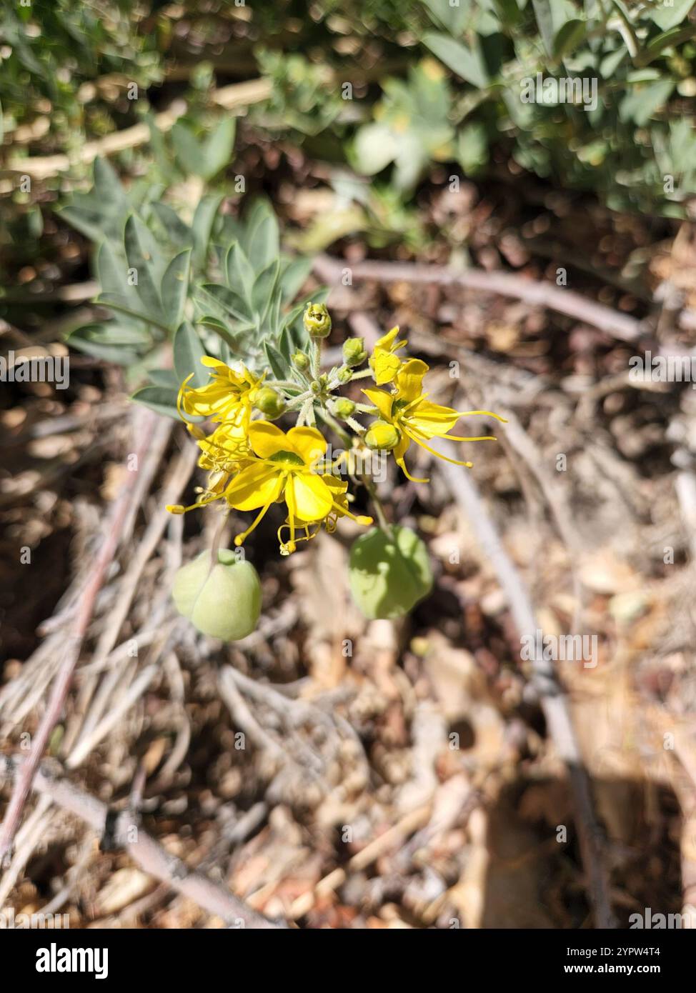 Bladderpod (Cleomella arborea Stock Photo - Alamy