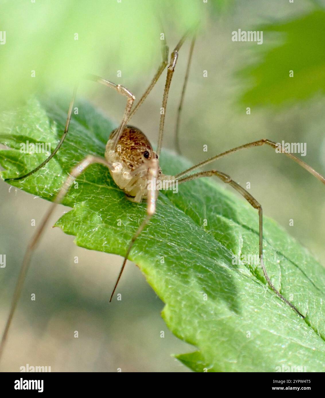 Spring Harvestman (Rilaena triangularis Stock Photo - Alamy