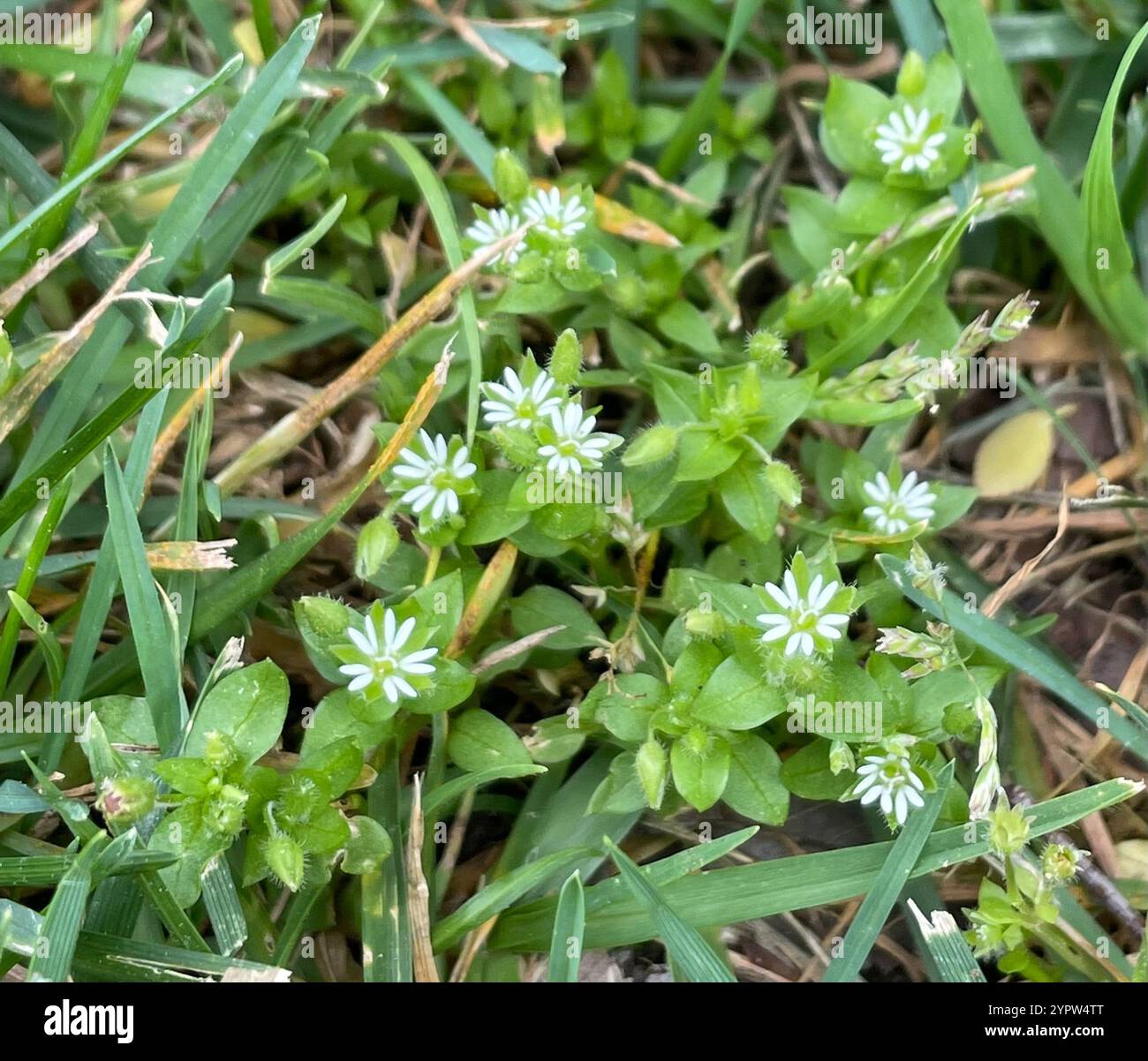 common chickweed (Stellaria media Stock Photo - Alamy