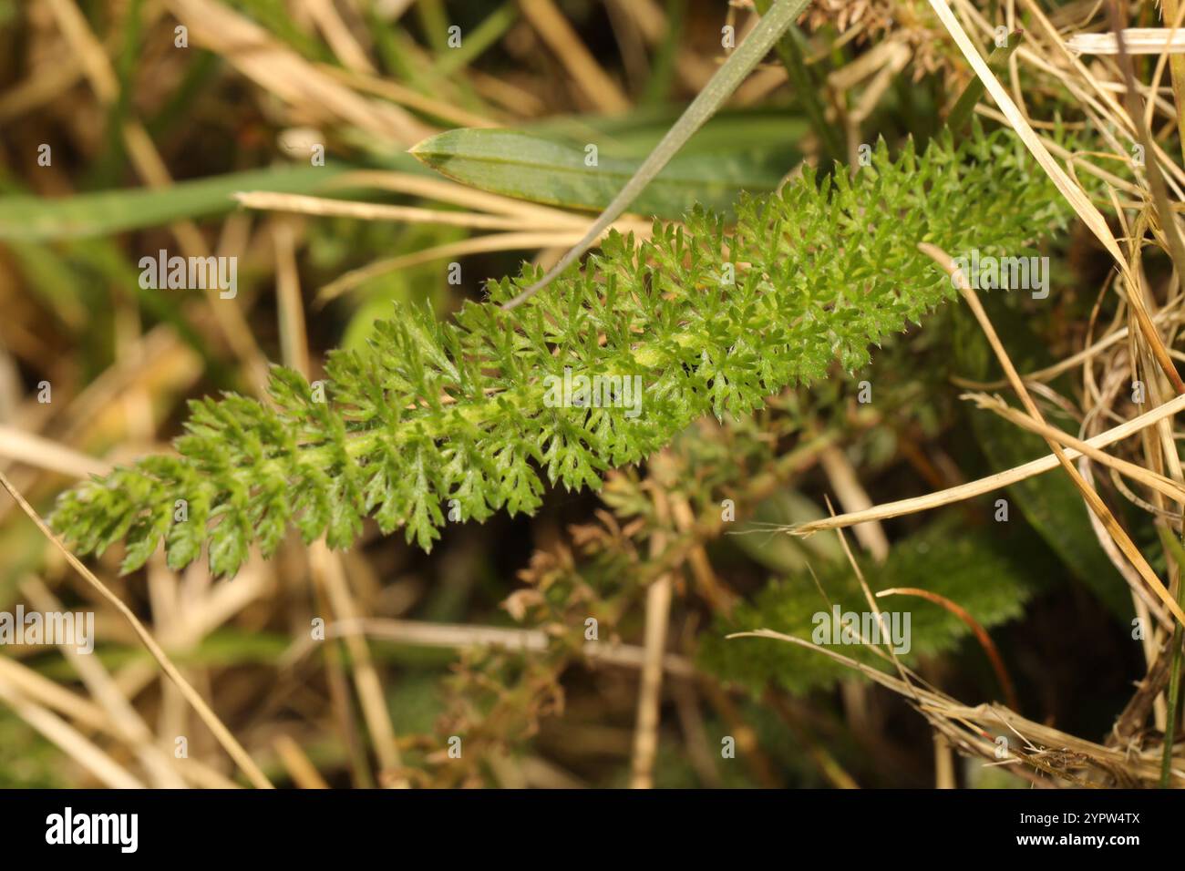 common yarrow (Achillea millefolium Stock Photo - Alamy