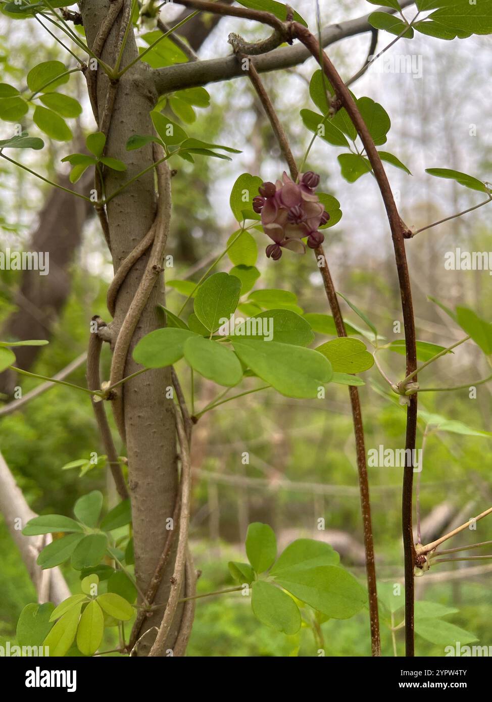 Five-leaf akebia (Akebia quinata Stock Photo - Alamy