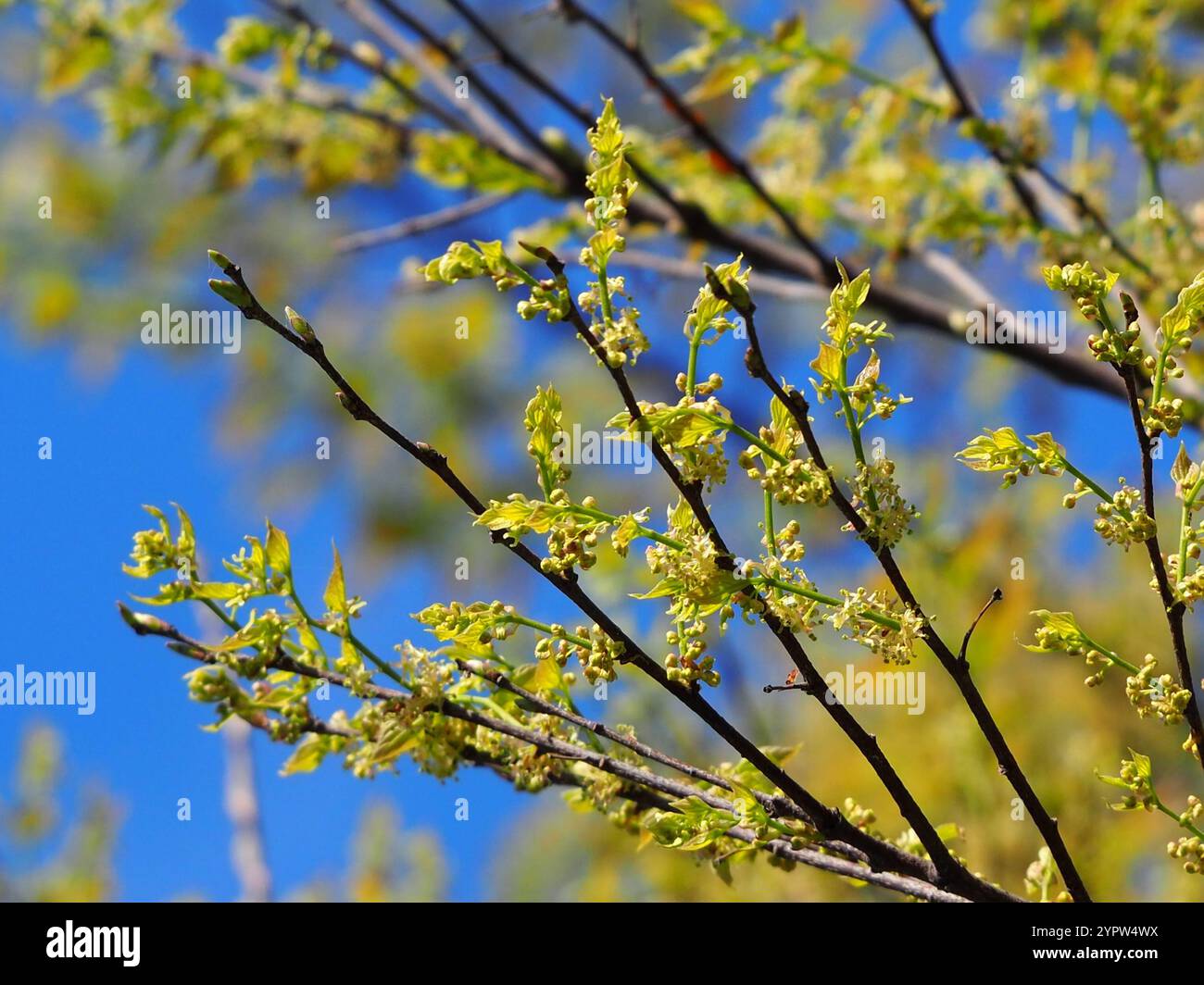 Chinese Hackberry (Celtis sinensis Stock Photo - Alamy