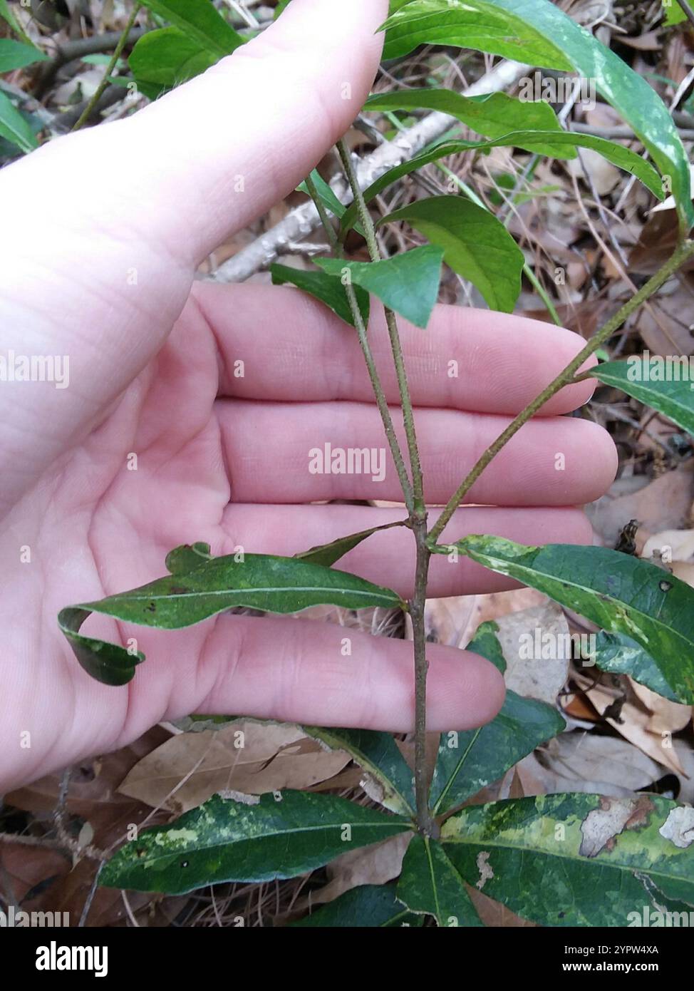 swamp laurel oak (Quercus laurifolia Stock Photo - Alamy