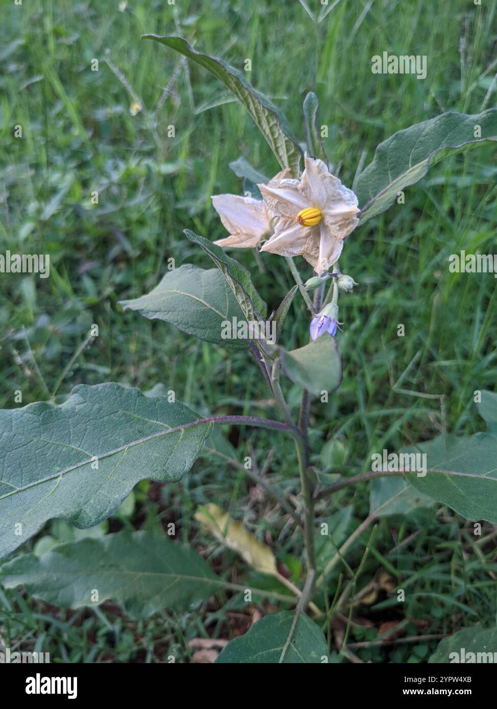 bitter tomato (Solanum incanum Stock Photo - Alamy