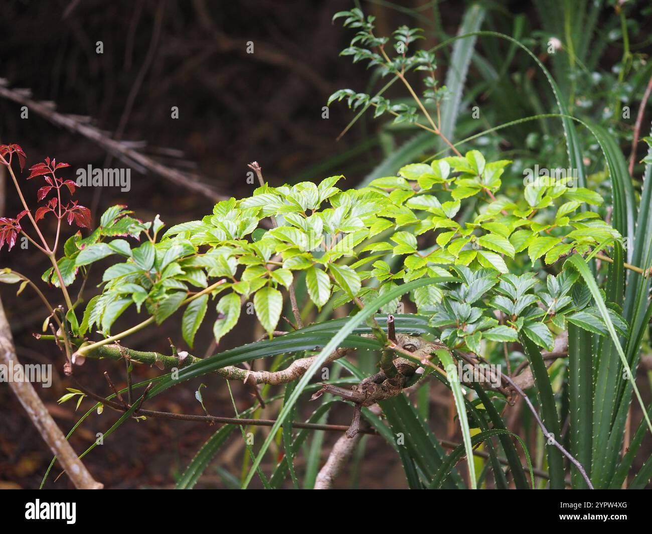 Manila Leea (Leea guineensis Stock Photo - Alamy