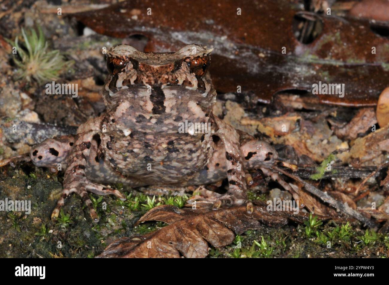 Slender-legged Horned Frog (Grillitschia longipes Stock Photo - Alamy