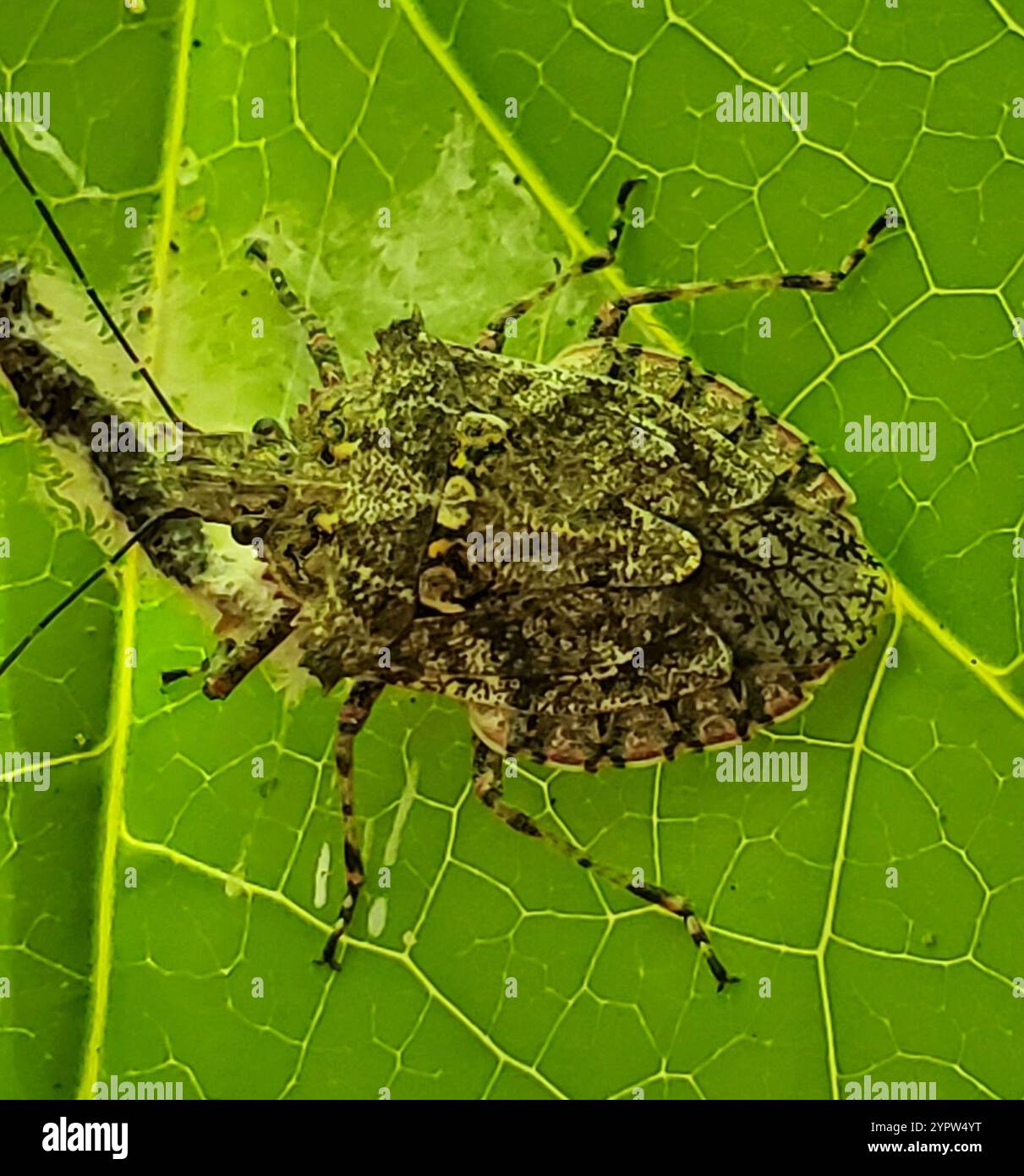Rough Stink Bugs (Brochymena Stock Photo - Alamy