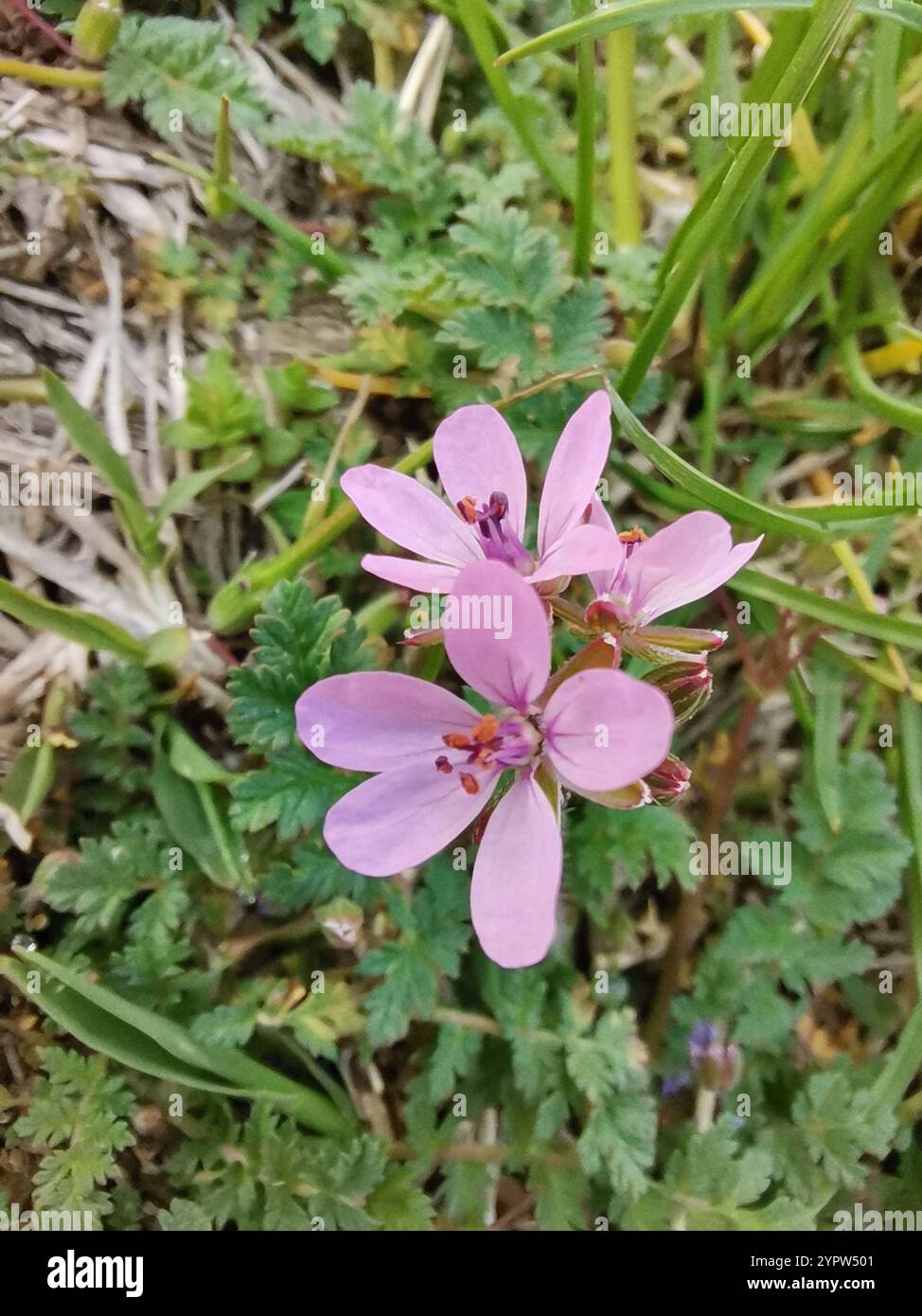 Redstem Stork's-bill (Erodium cicutarium Stock Photo - Alamy