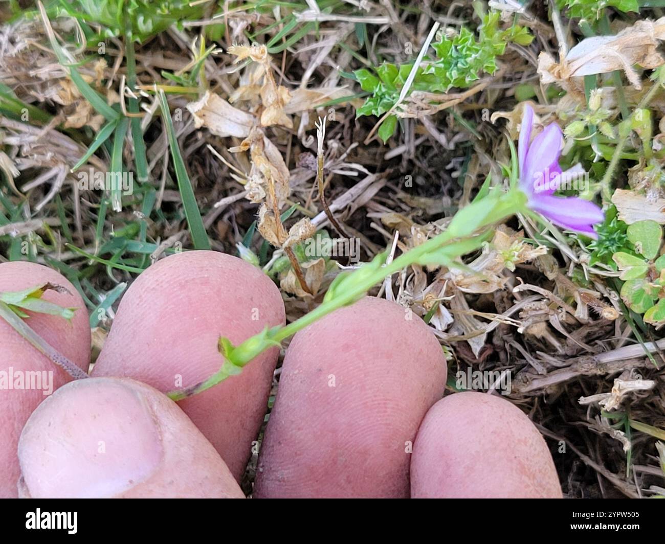 Triodanis biflora hi-res stock photography and images - Alamy