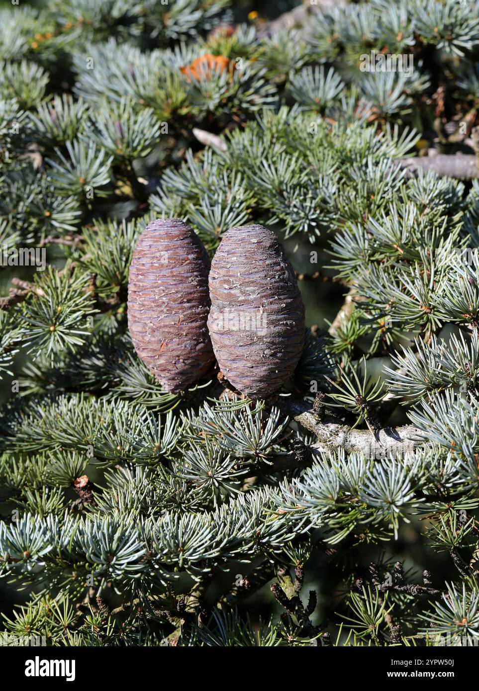 Atlas Cedar, Cedrus atlantica, Pinaceae. Algeria and Morocco, North ...